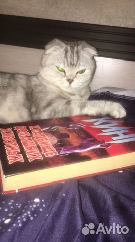 Кошечка Аделия ищет кота на вязку