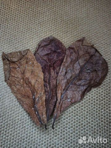 Лист индийского миндаля