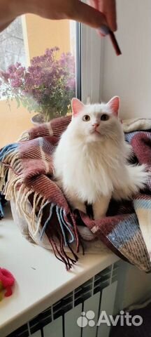 Ищет дом великолепная кошечка Алиса