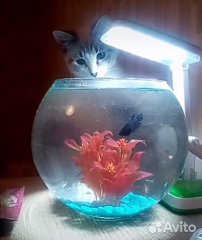 Рыбки петрушки 2 девочки