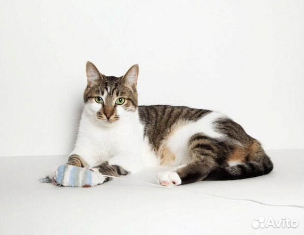 Котик Лео ищет дом