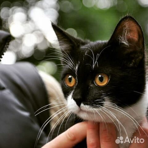 Я котенок Марсик и меня выкинули