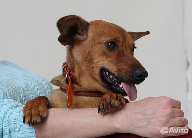 Пёс Сеня ищет хозяина. Отдадим в хорошие руки