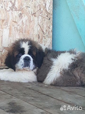 Сенбернарчик