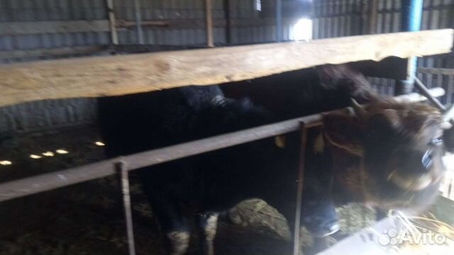 Быки на докорм