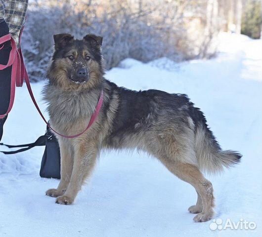 Немецкая длинношерстная Овчарка для охраны и души