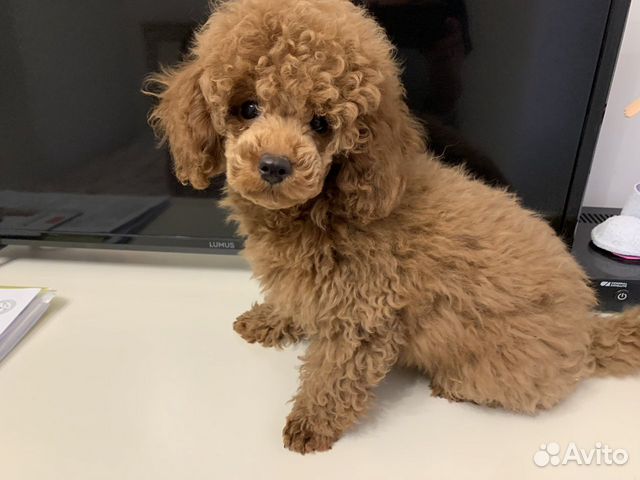 Девочка - Красный той пудель