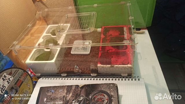 Harpegnathos venator