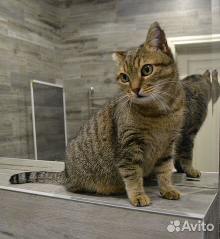 Кошка Безушка в поиске любящих хозяев