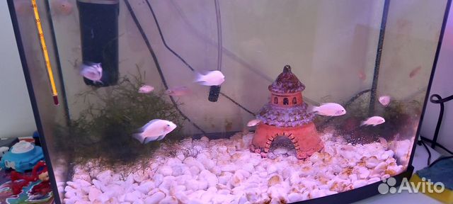 Рыбки Цихлиды