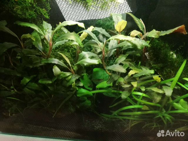 Буцифаландры, анубиас