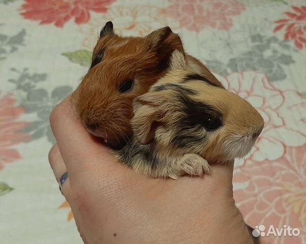 Морские свинки картер скинни