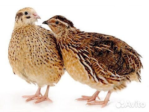 Перепелка взрослая