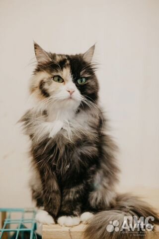 Кошка Айва
