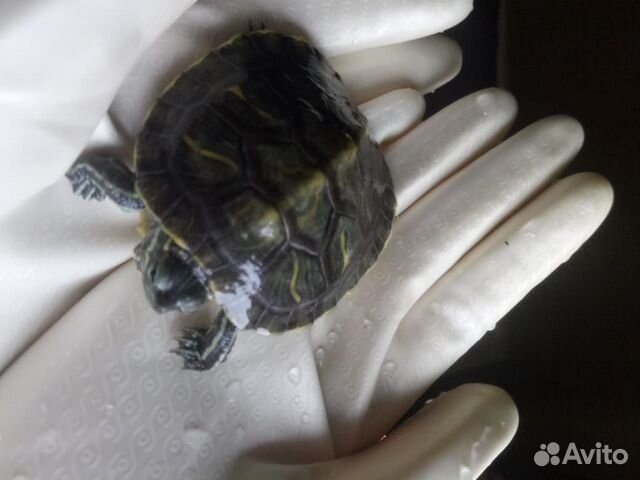 Черепашонок по кличке Бублик, краснухая черепаха