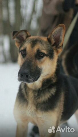 Метис овчарки Чейз