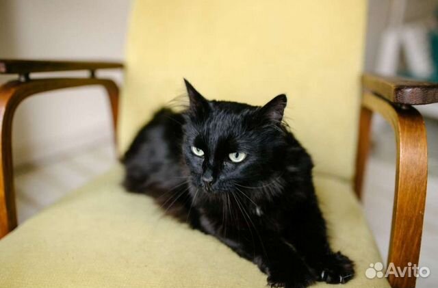 Кто чернее чёрной ночи