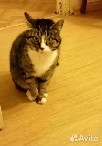 Отдаю в добрые руки замечательную кошку