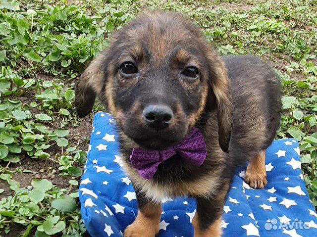 Дуняша ищет дом