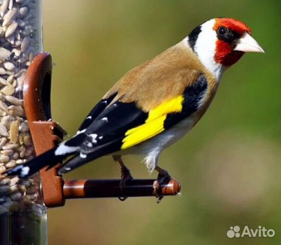 Птичка щегол