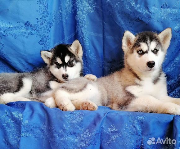 Хасята девочки