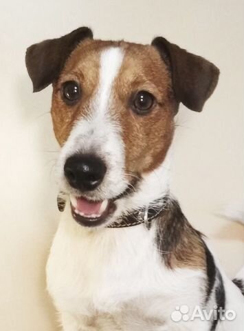 Джек Рассел терьер