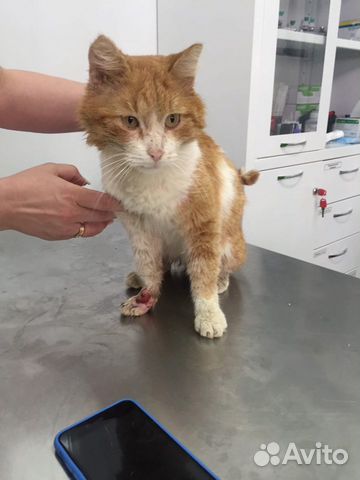 Рыжик ищет семью