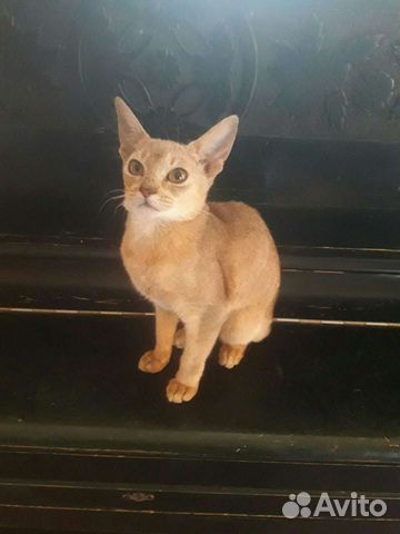 Абиссинская