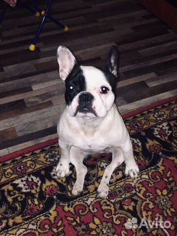 Французский бульдог