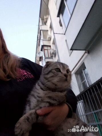 Шотландский кот потеряшка