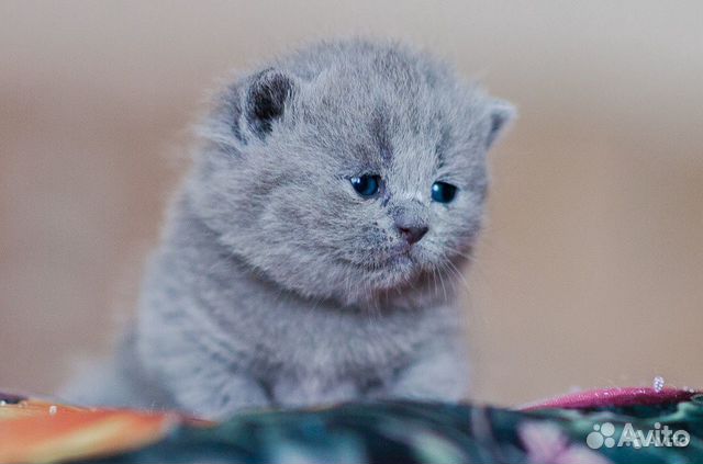 Клубные британские котята и кот для вязки