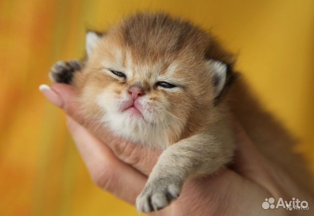 Золотые клубные малыши и кот для вязки