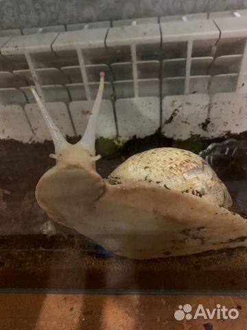 Улитка Гигант