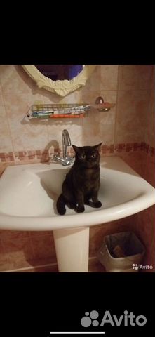 Шотландская прямоухая