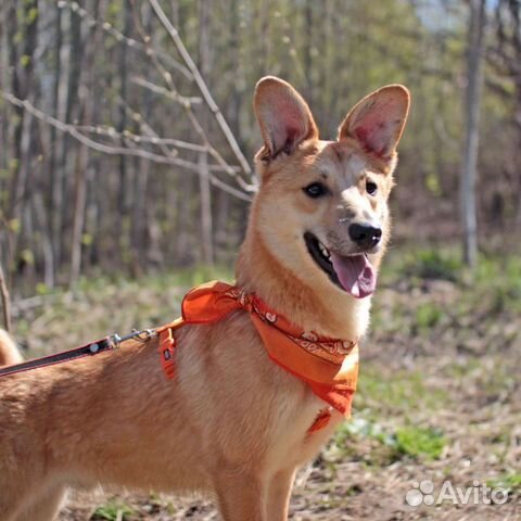 Очаровательный щенок Хани (мальчик, метис сиба-ину