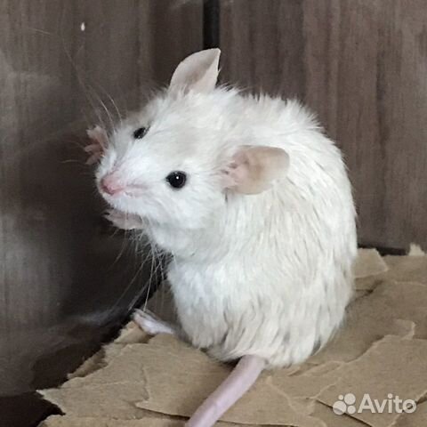 Мышь домашняя