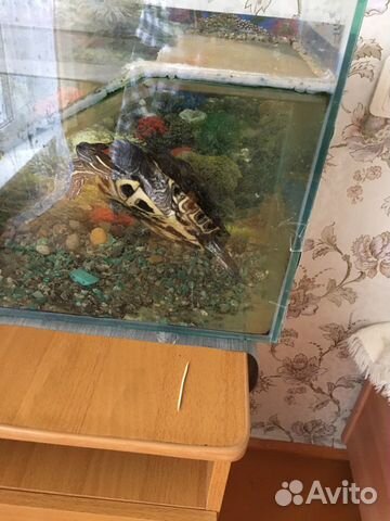 Водяная красноухая черепаха с аквариумом