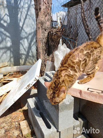 Бенгальская кошка