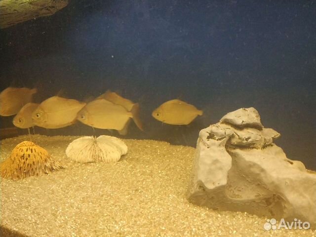 Метиннис серебристый