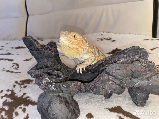 Бородатая агама