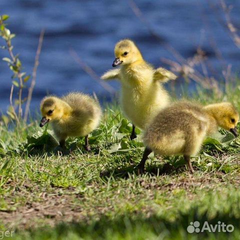 Гусята