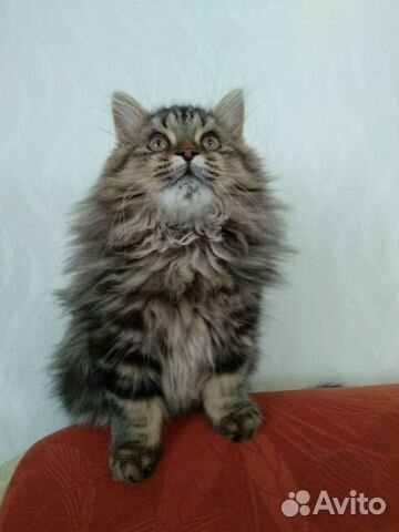 Шотландский котик с документами