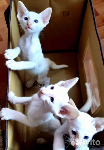 Ориентальные котята Ред Пойнт