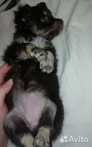 Щенок в добрые руки бесплатно