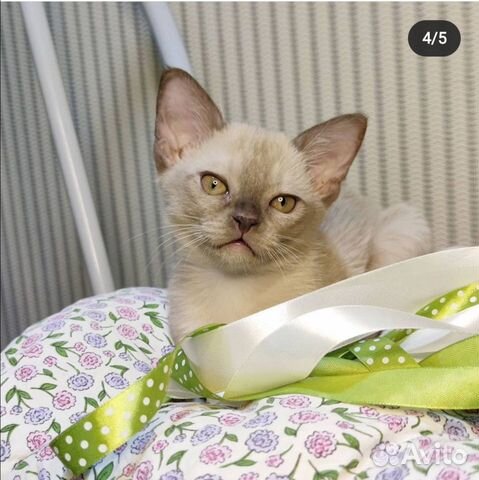 Бурманские котята