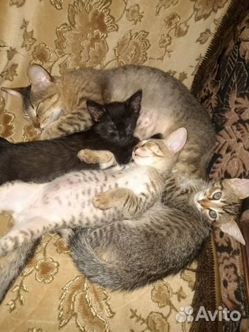 Котята в добрые руки бесплатно