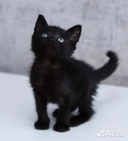 Котенок в дар