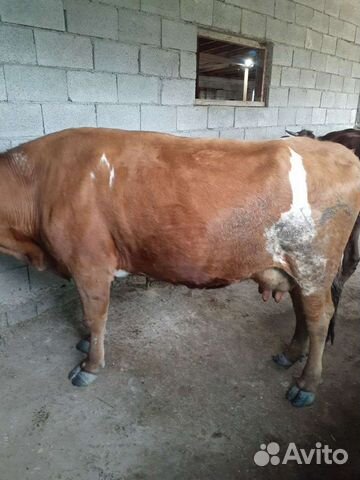 Корова глубокостельная