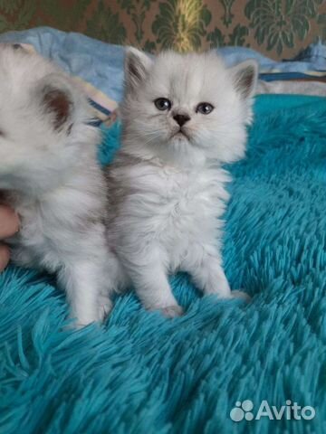 Котята персидской шиншиллы
