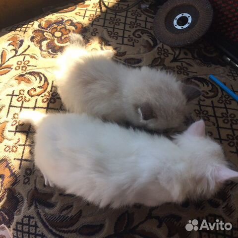 Голубоглазые котята